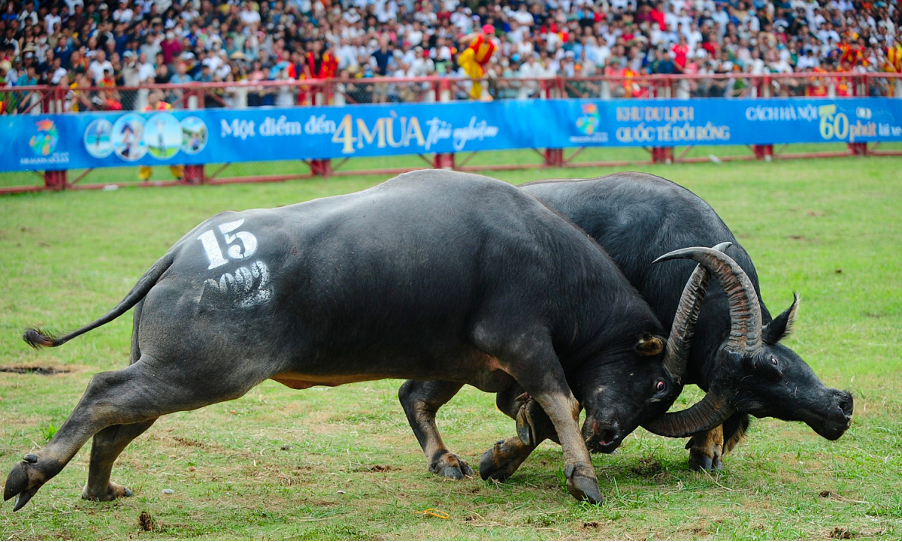 Do Son Buffalo Fighting Festival: A Celebration of Strength, Courage ...